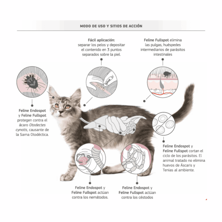 Feline Endospot (Interno)