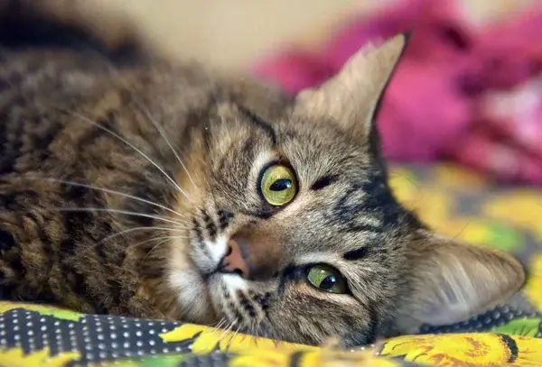 Gatos ancianos: Está envejeciendo tu michi? 8 consejos | Mastica